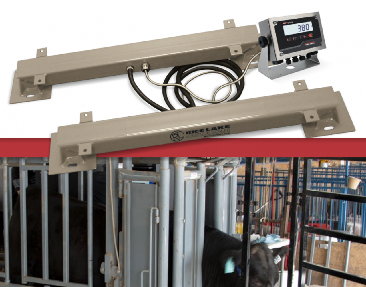 Livestock Scales - Cream City Scale | Truck Weighing Scale Systems